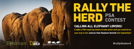 Wildlife Film News 192 - August 2015