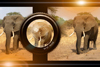 Wildlife Film News 211 - March 2017